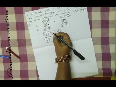 Mendel's Dihybrid cross with punnett square(checker board ) -Heredity ...