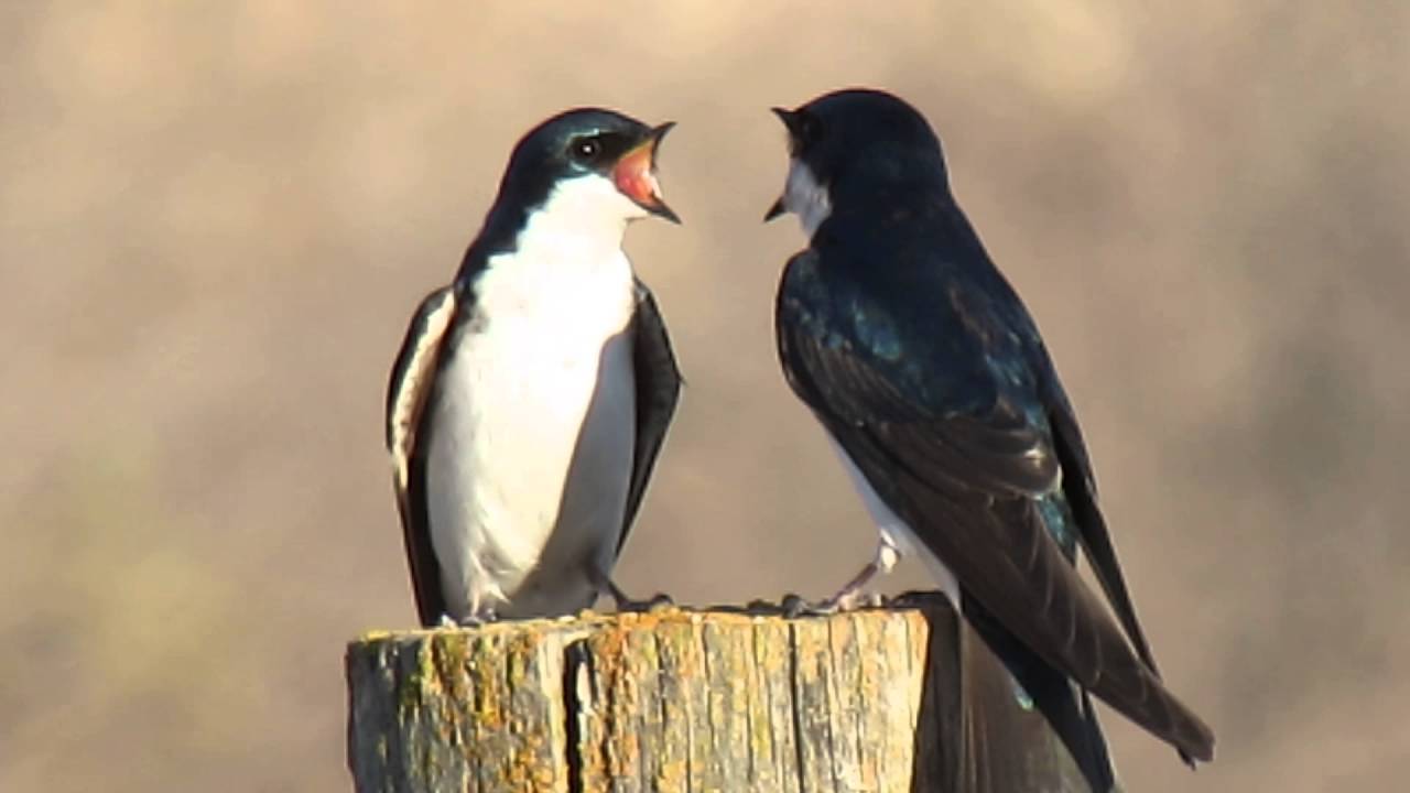 Tree Swallows interaction with each other and sounds, May 2 2016 Hwy 99 ...
