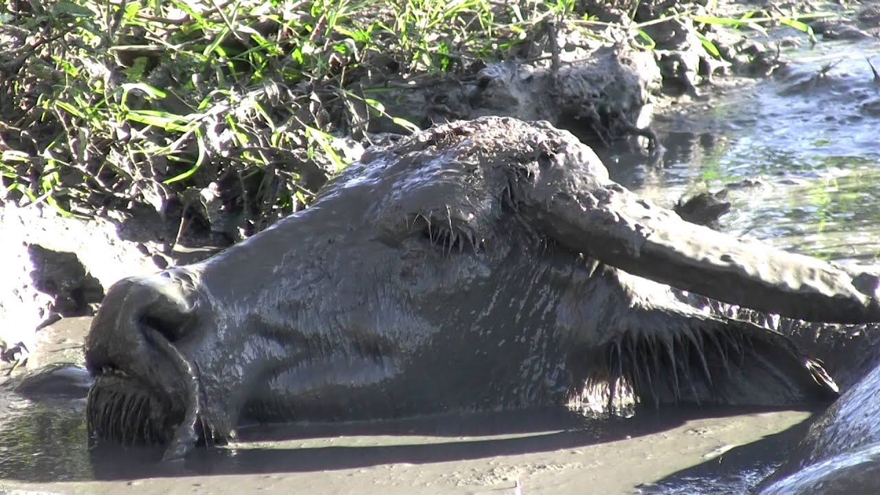 Carabao in Mud (Water Buffalo) - YouTube