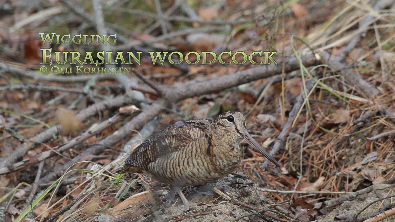 Eurasian Woodcock