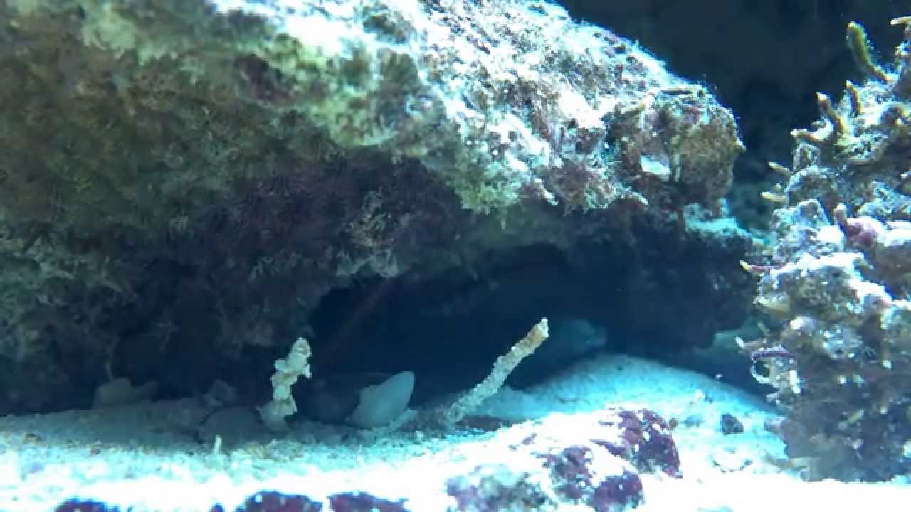 Reef tank clean up crew and critters - YouTube