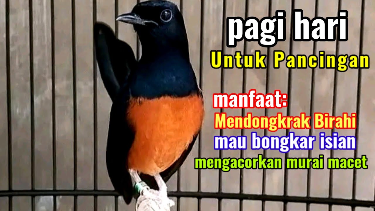 Pancingan Wajib pagi hari, untuk merangsang murai batu bahan agar cepat ...