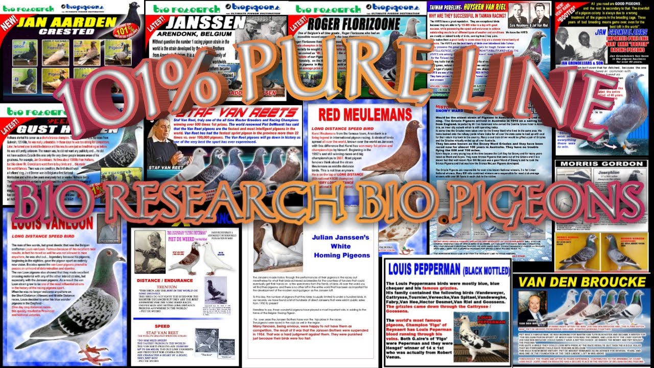 BIO RESEARCH BIO PIGEONS PART 3 - YouTube