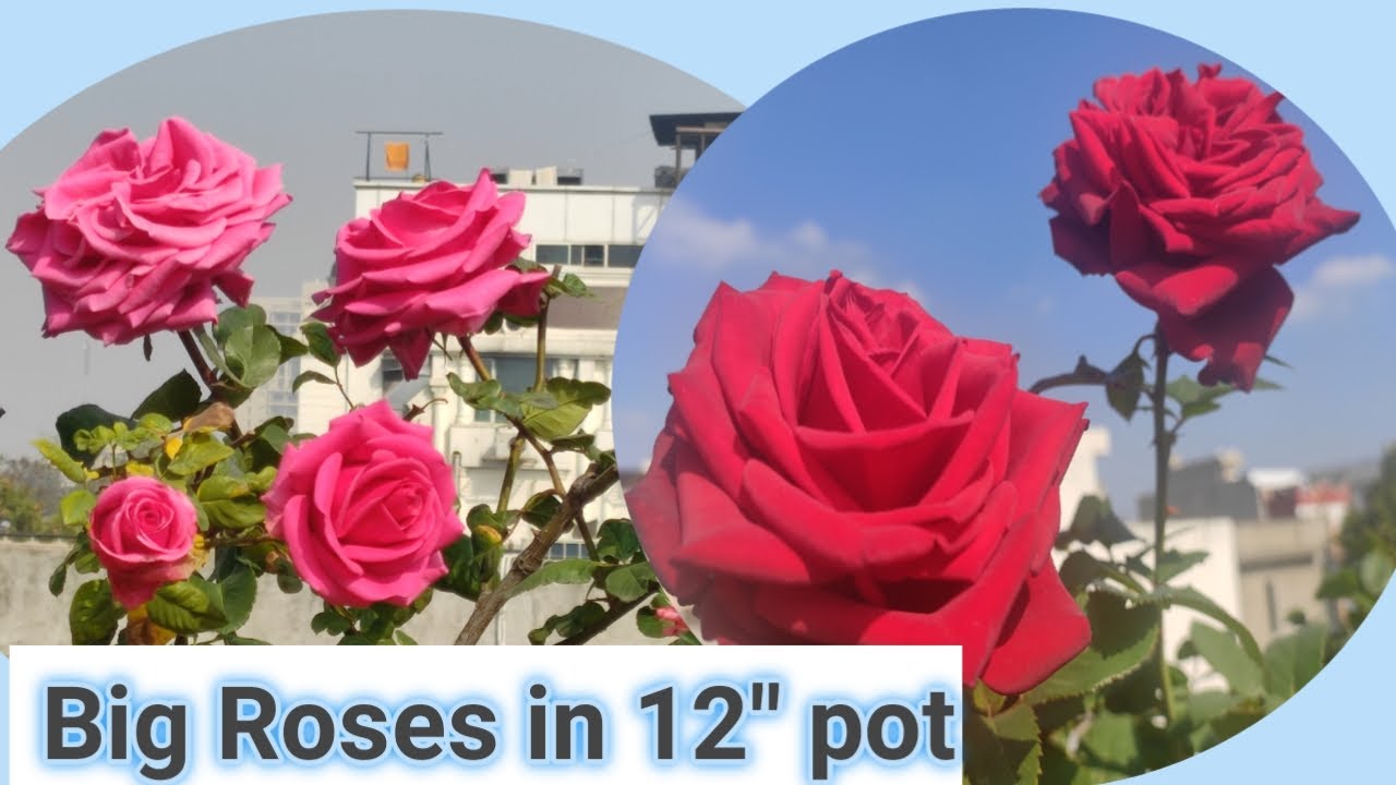 How to get big size rose in pot - YouTube