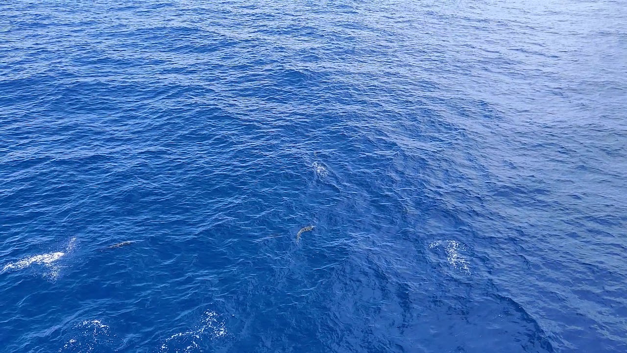 Dolphin playing in Arabian Sea - YouTube