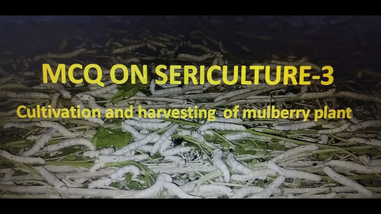 MCQ SERICULTURE 3 CULTIVATION & HARVESTING OF MULBERRY PLANT ...