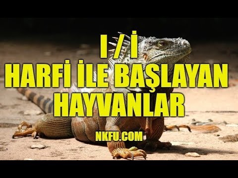 I / İ Harfiyle Başlayan Hayvanlar