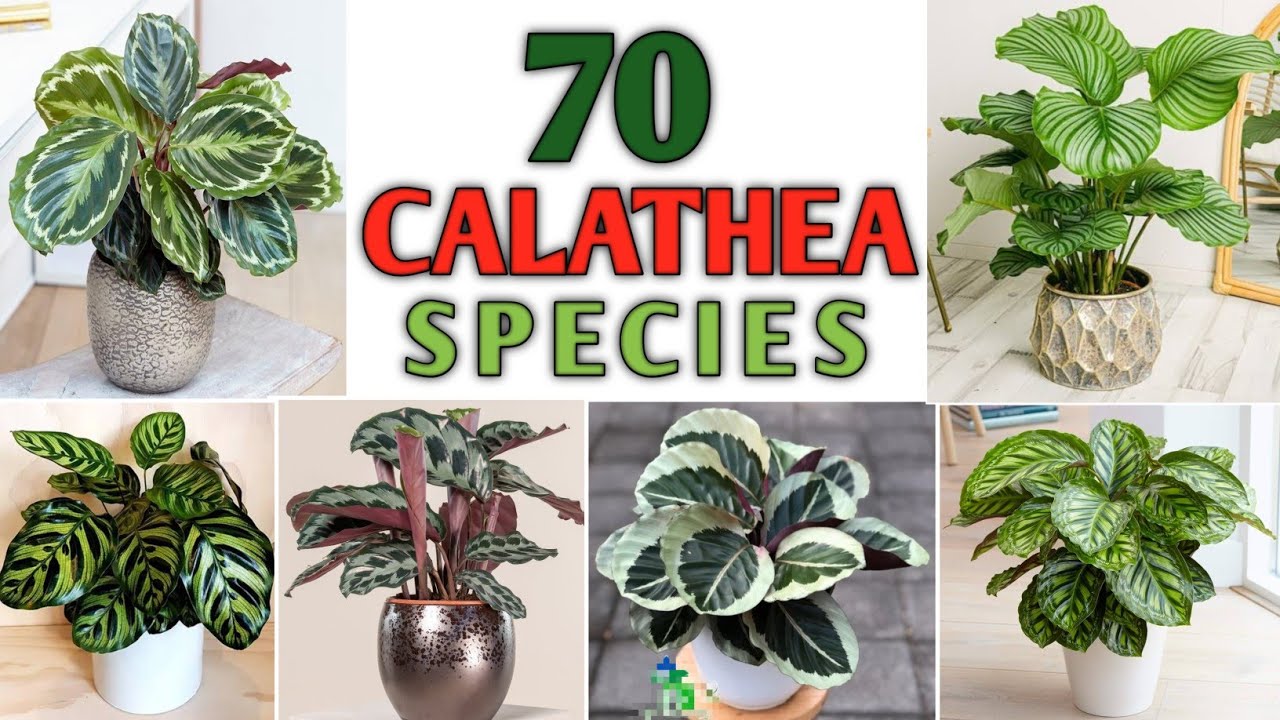 70 Calathea Plant Varieties | Rare and Best Indoor Calathea Species ...