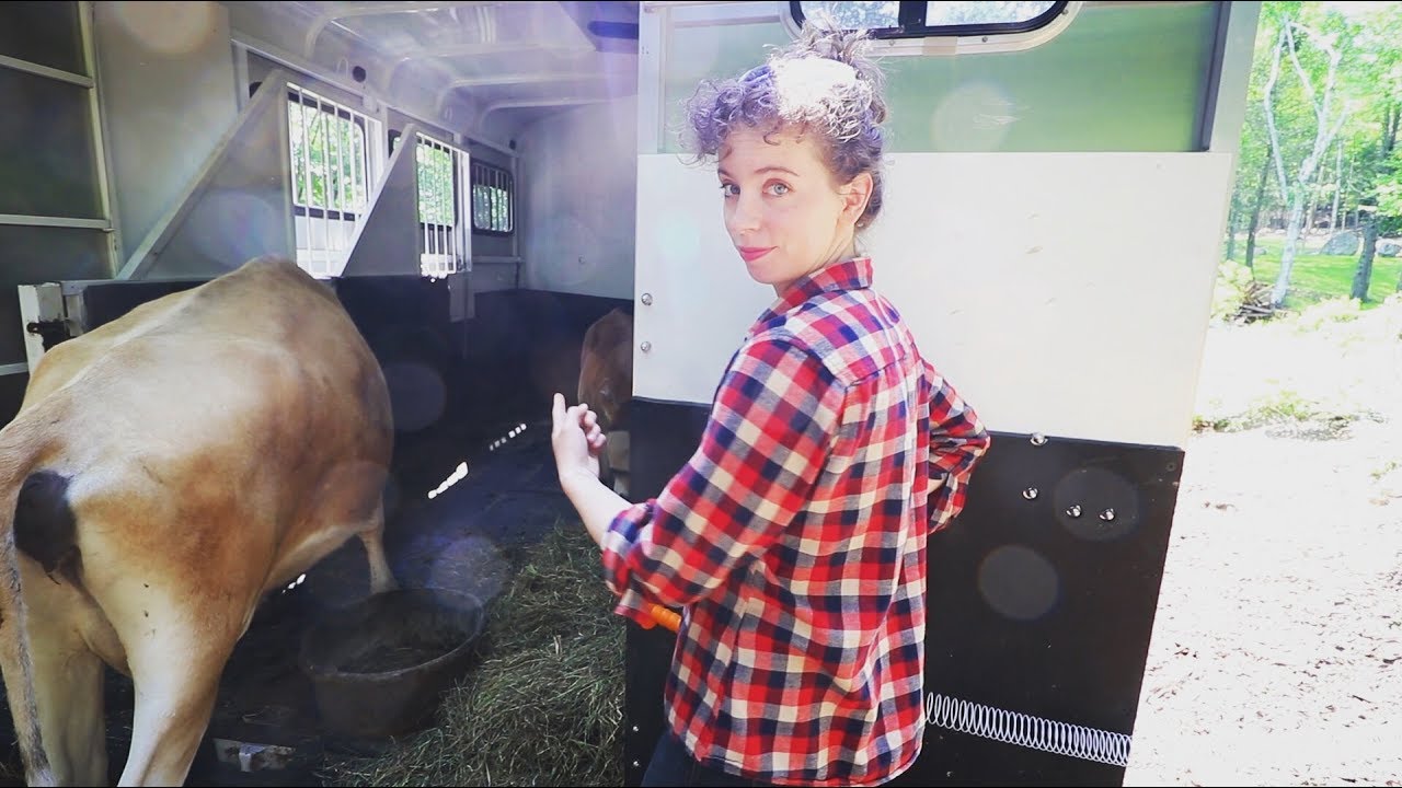 FIRST TIME EVER LOADING COWS ON A TRAILER... Did we do it? - YouTube