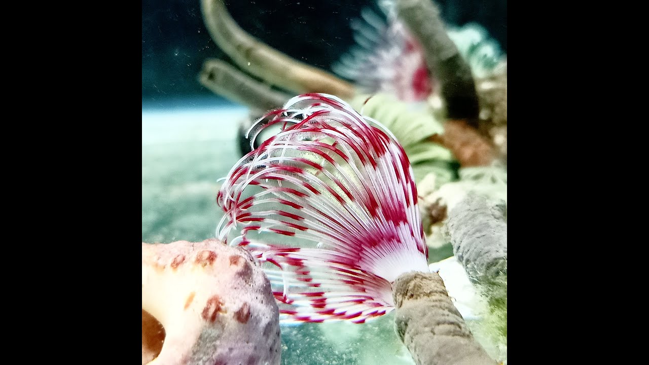 Unboxing CACING LAUT CANTIK 19 May 2020 - YouTube