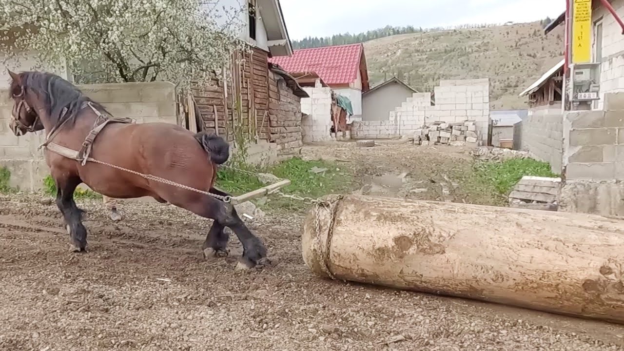 Cai probe de tracțiune cu Armăsarul lui Tibi de la Voievodeasa 2022 NOU ...