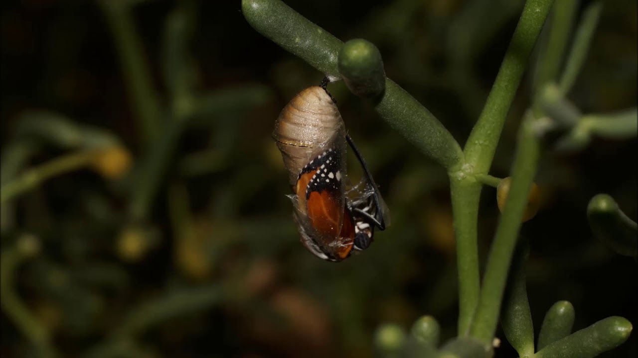 Danaus chrysippus pupation and emergence from the chrysalis - YouTube