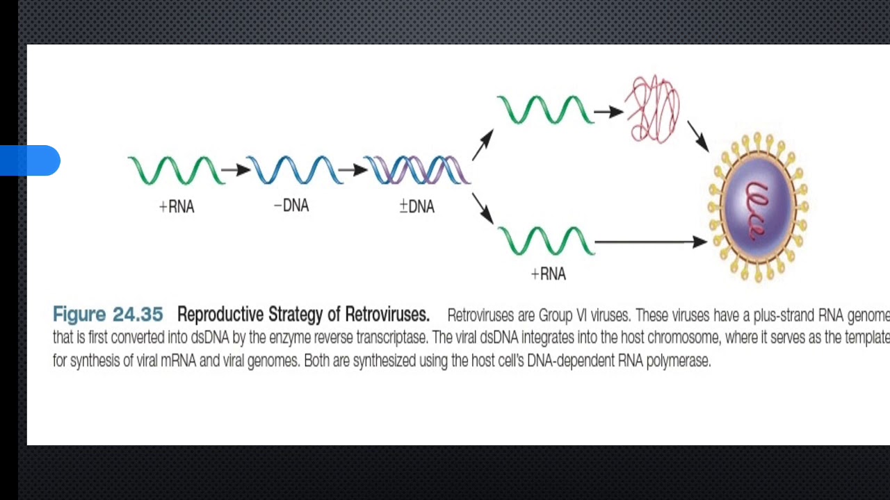 Baltimore classification-2 - YouTube