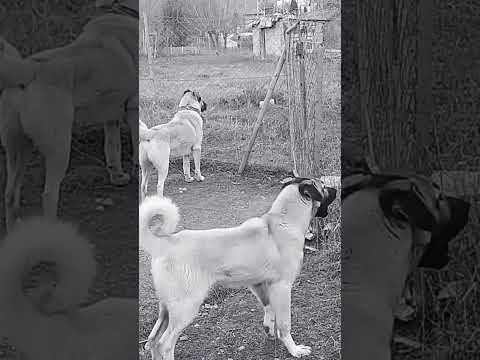 MAŞALLAH #köy #kangal #doğa #qurdbasar #alabai