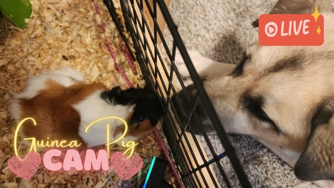 🔴 The one where Ollie bothers the pigs - Guinea Pig Cam (20 Sept 2024 ...