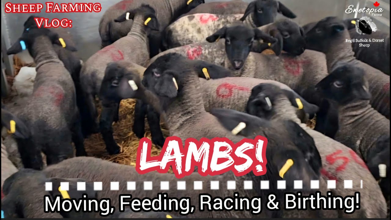 Lambing Season: Moving, Feeding, Racing & Birthing Lambs! - YouTube