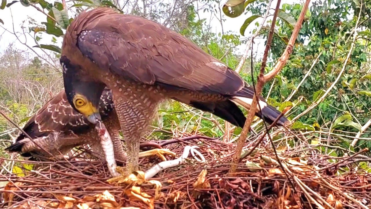 Jenis elang paling gemar berburu ular dan belut - YouTube