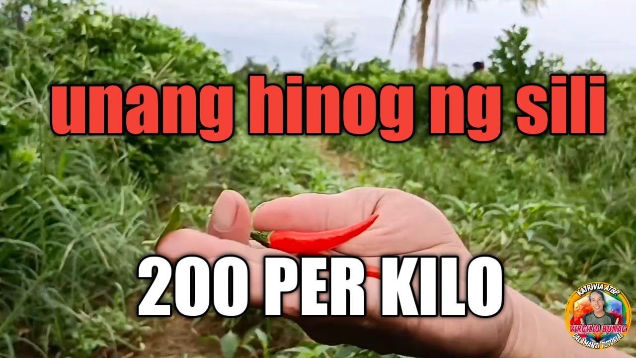 SILING LABUYO NASA 200 PER KILO NA TUMATAAS PA MAY HINOG NG NAPIPITAS ...