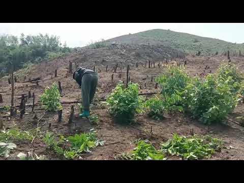 Nais maum kom coj me nyuam mus txhaj txhuaj tim niam tais yawm txiv zos roob nyuj qus. May,21 ...