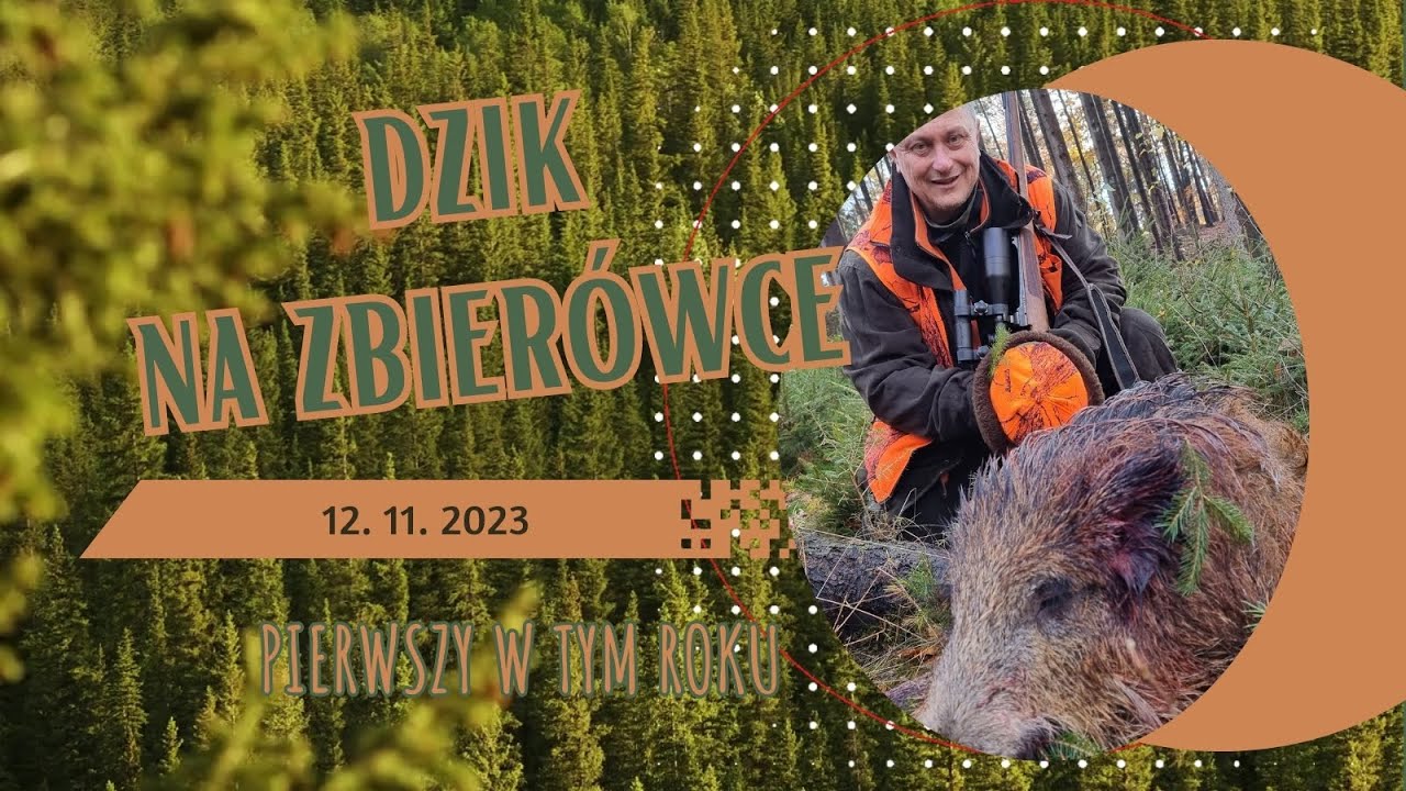 Dzik na zbiorówce - YouTube