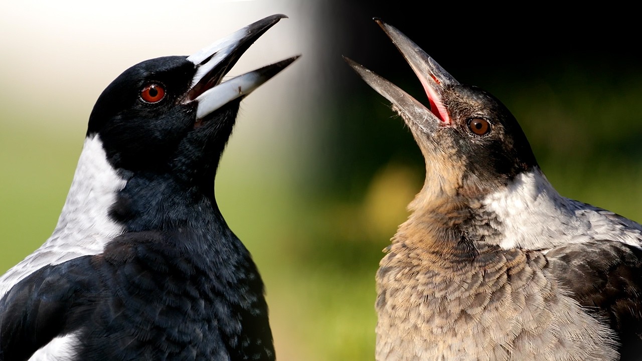 Unique Bird Sounds: Australian Magpie Calls ( Adults & Juveniles) - YouTube