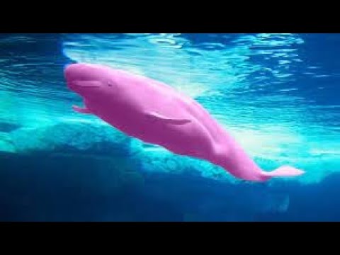 PINK WHALE OYUNUNDAN UZAK DURUN!