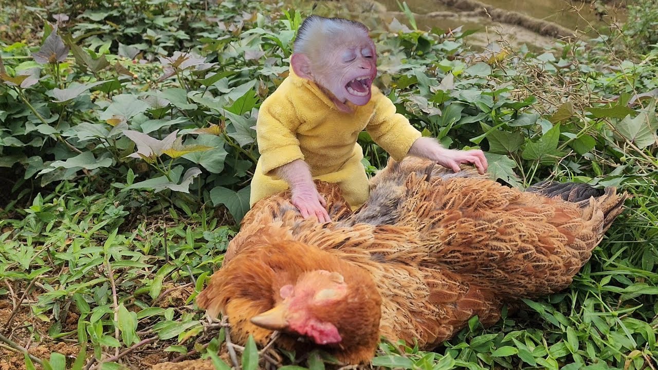 Little monkey Bubu was frightened and sad when he discovered a dead ...
