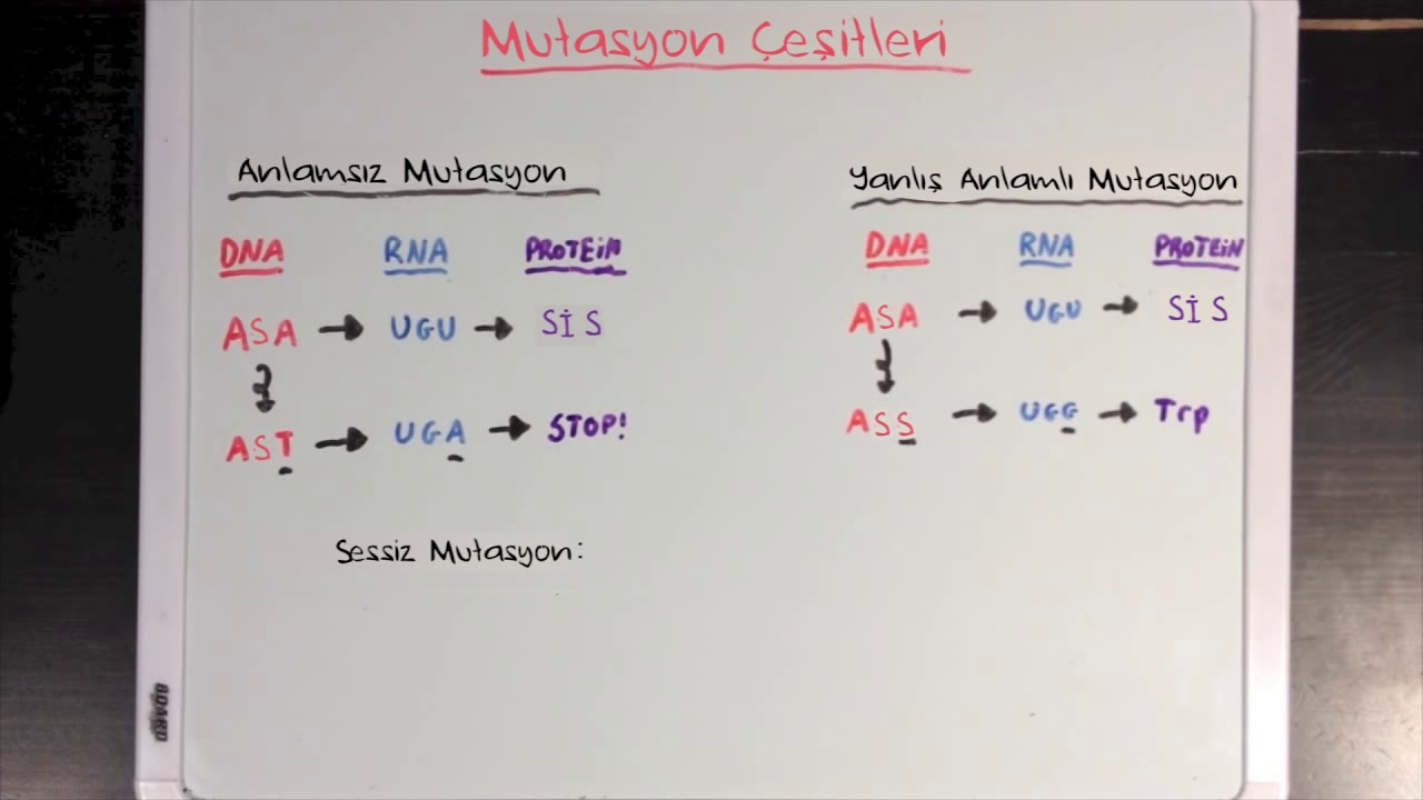 Mutasyonun Çeşitleri (Fen Bilimleri) (Biyoloji) - YouTube
