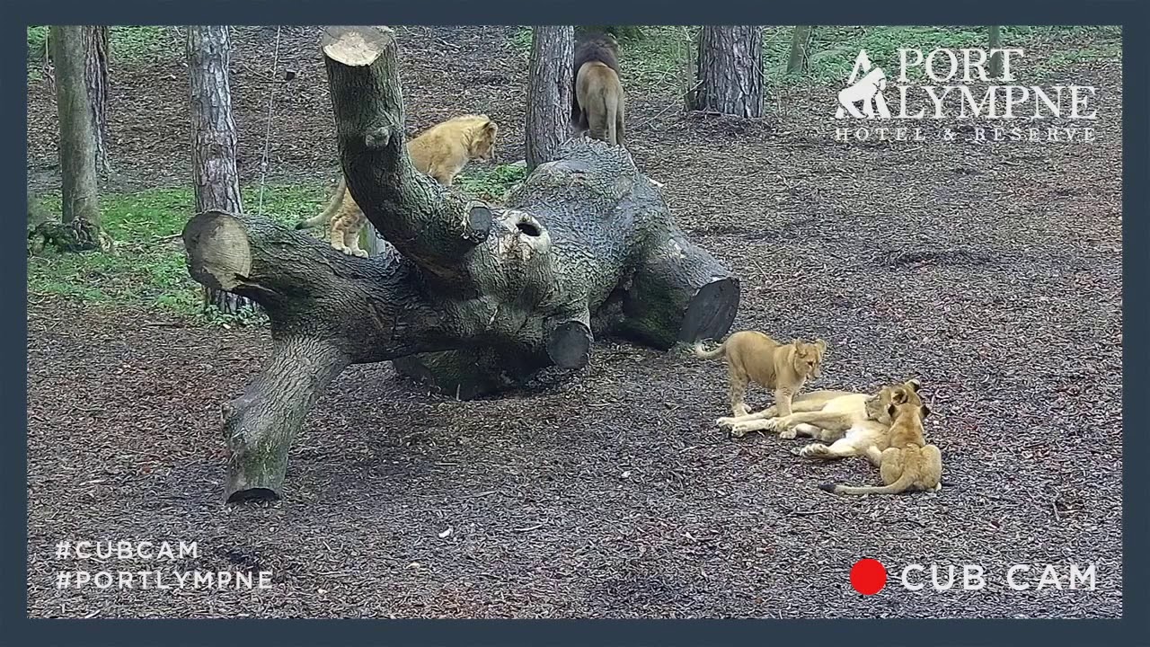 Lion Cub Cam Highlight | Cub Cam Highlights Of 2019 - YouTube
