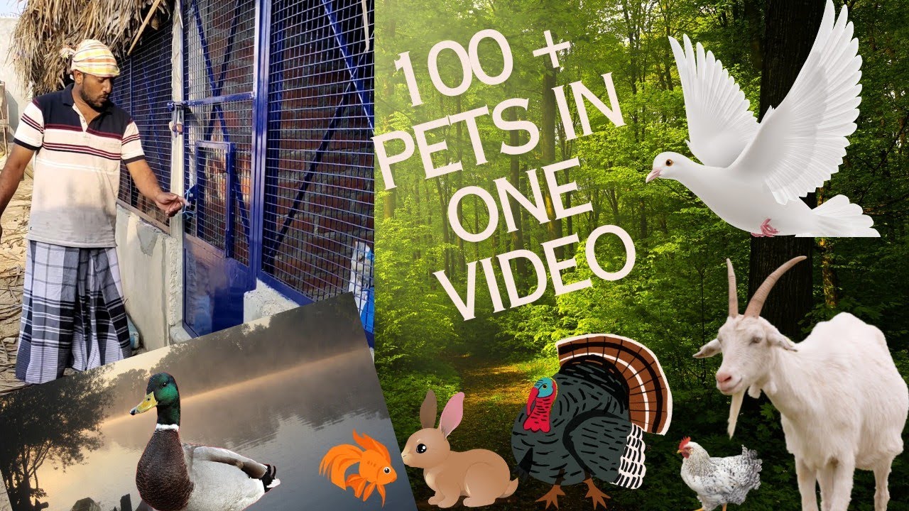 100 Plus My Hearty Pets In One Video🥹 | Pets | Biophilia Tamil - YouTube