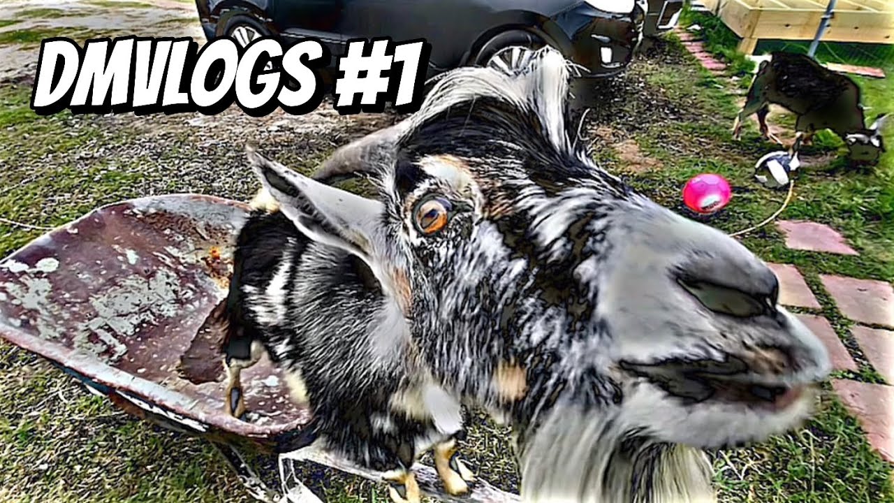 Letting my goats graze | DMVlogs - YouTube