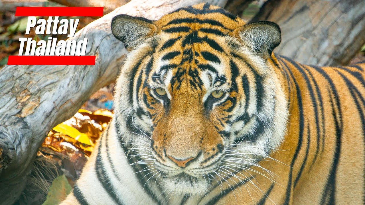 Pattaya Tiger Park and Big Buddha plus Walking Street adventure - YouTube