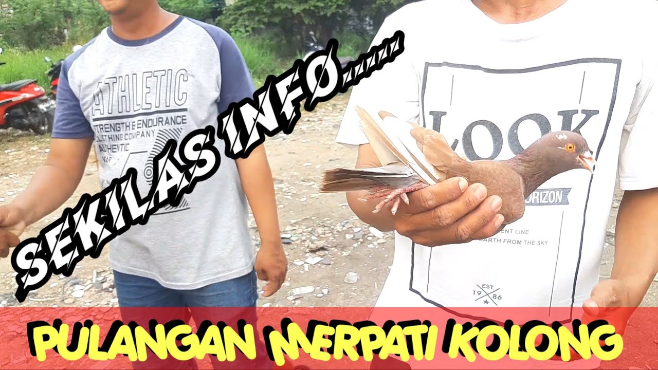 🔴PULANGAN MERPATI KOLONG BEBAS LAPKOL GADING//TEAM KENWOOD//TEAM ELITE ...