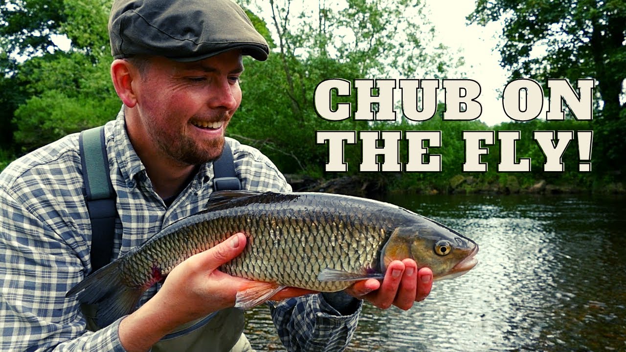 Multi Species Fly Fishing on the River Wharfe, Yorkshire - YouTube