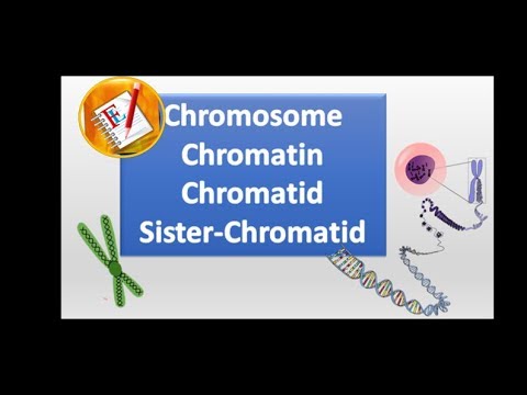 What Is The Scientific Term For Chromatid
