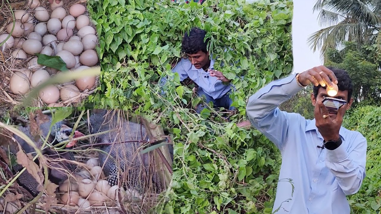 Surprising Breeding At Our New Farm. - YouTube