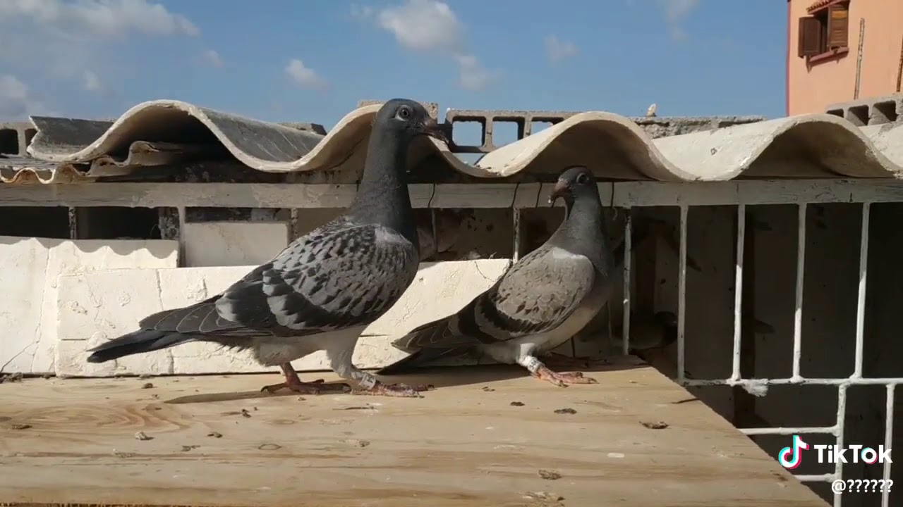 hamam zajil 2019 machaelah - YouTube