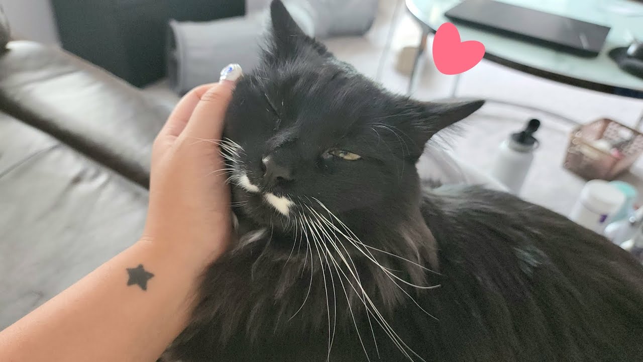 Sweet kitty cat purring on my lap - YouTube