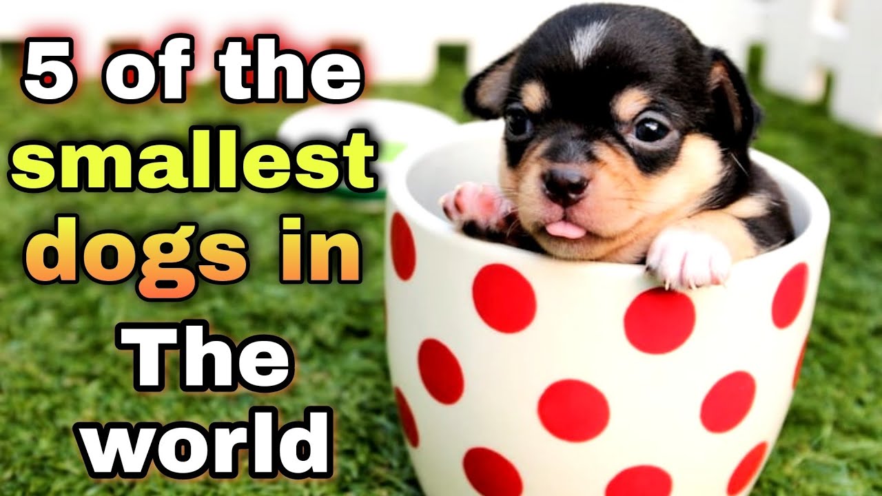 Meet the 5 smallest dogs in the world! #dogs - YouTube