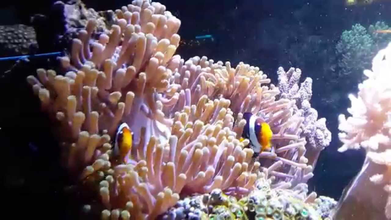 Radianthus magnifica ( Heteractis magnifica ) e Amphiprion clarkii ...