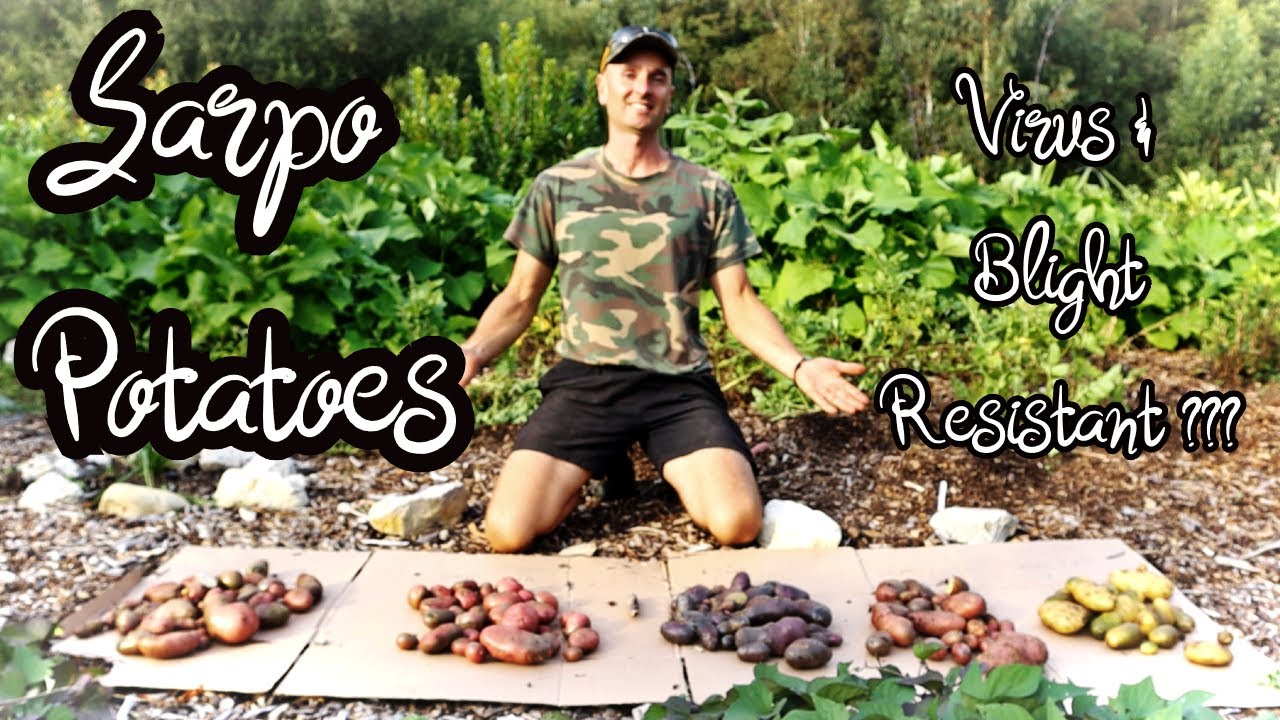 Growing Blight Resistant Potatoes | Results & Taste test - Epic Success ...