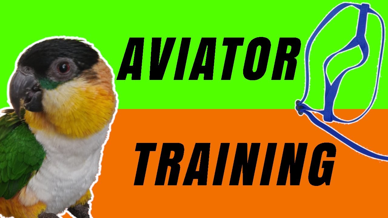 First training with AVIATOR flying harness & Caique Parrots - YouTube