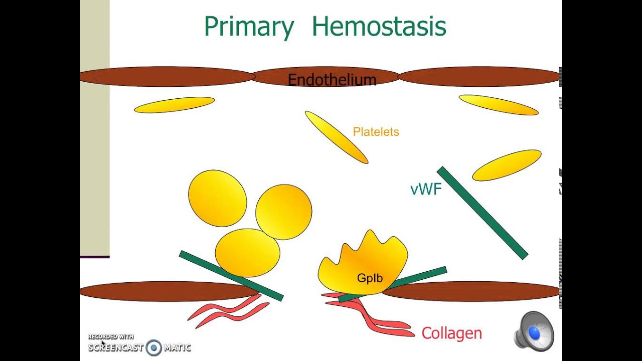 Overview Of Hemostasis A Primary Hemostasis The Schematic Illustration