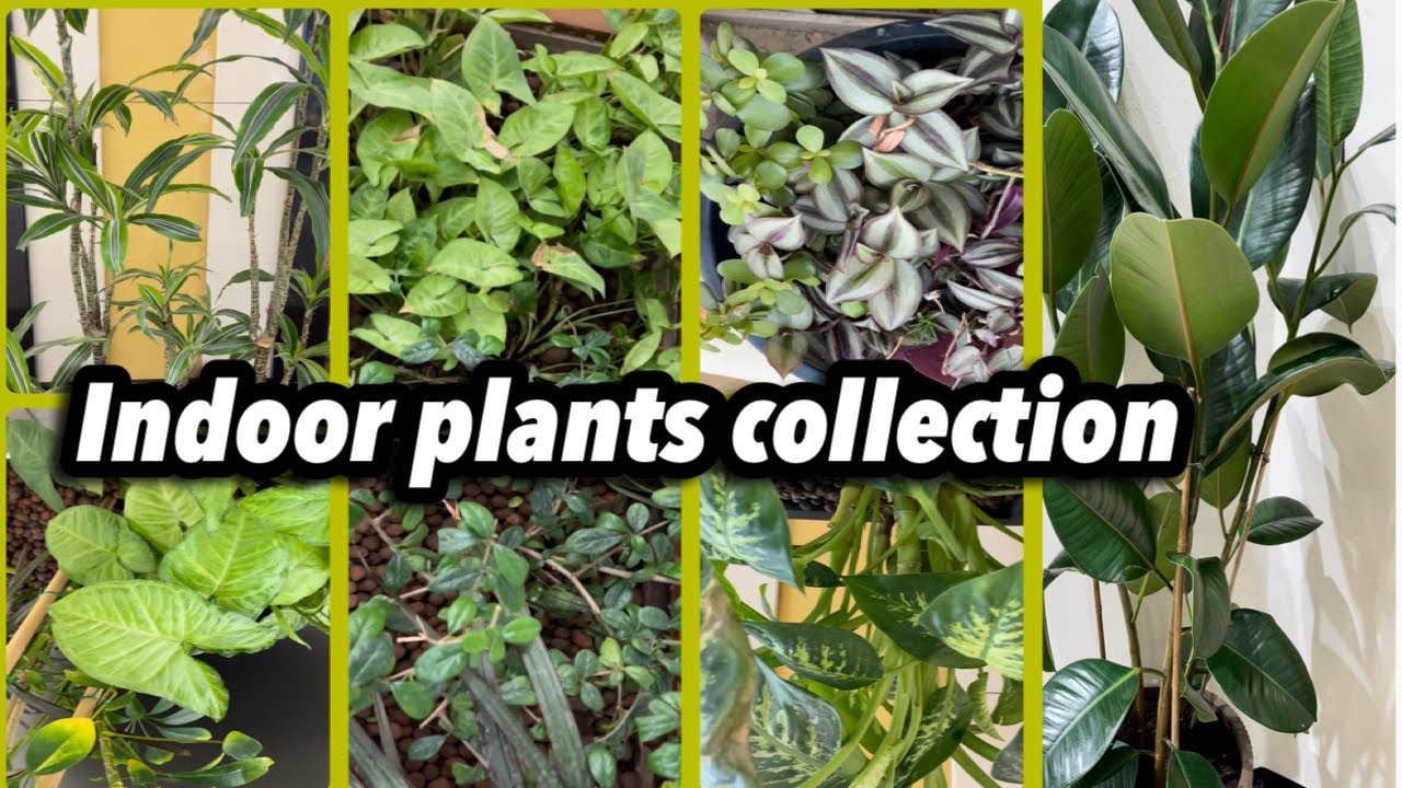 My indoor plants collection |house plants tour |plants tour |collection ...