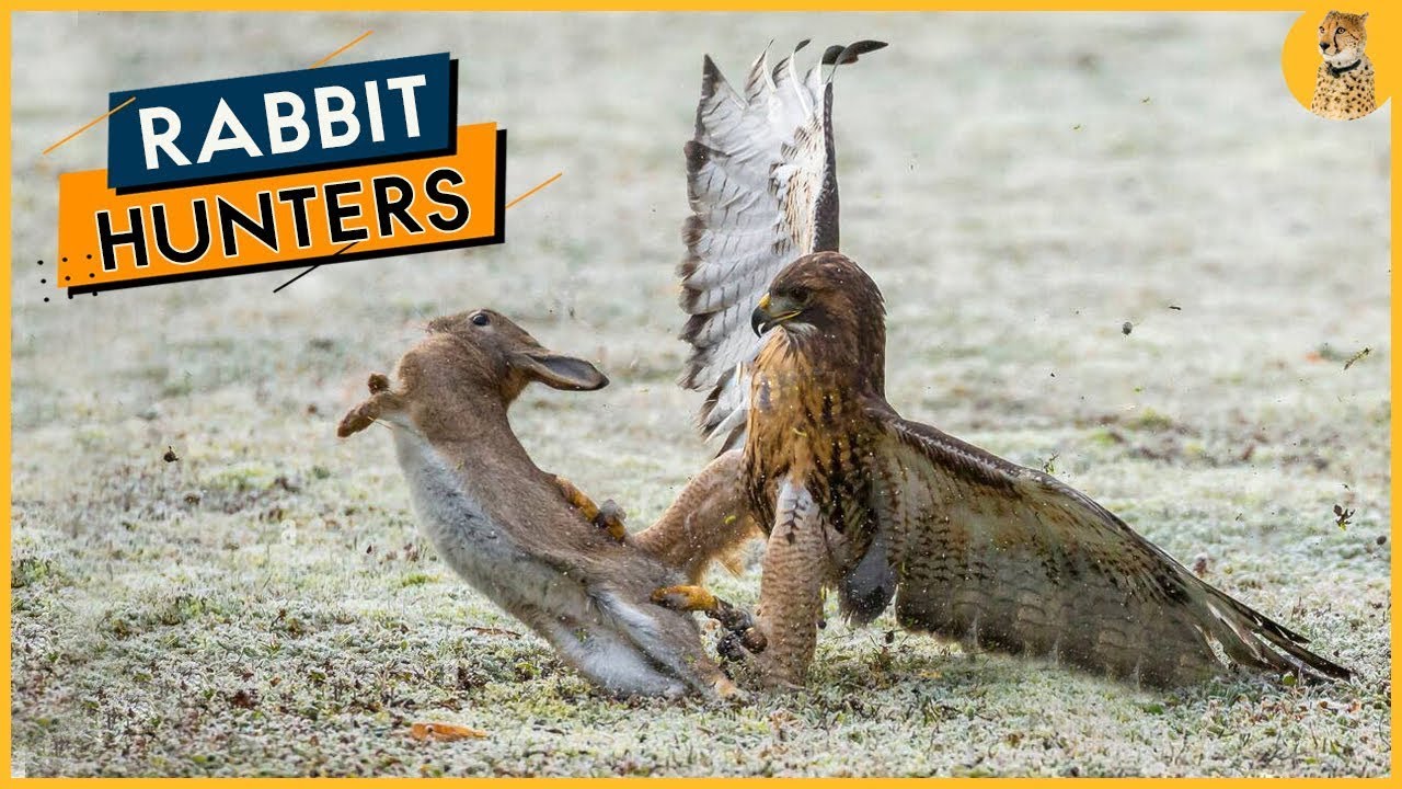 Top 5 Predators vs Rabbit Attacks | Eagle vs Rabbit, Cheetah vs Rabbit ...