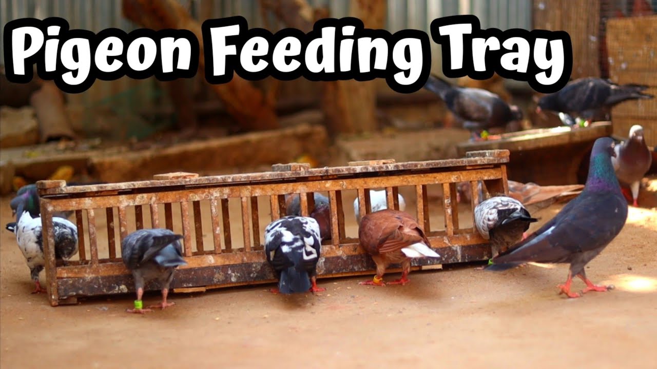 🕊️ My New Pigeon Food Tray | Very Useful For Me? | - YouTube