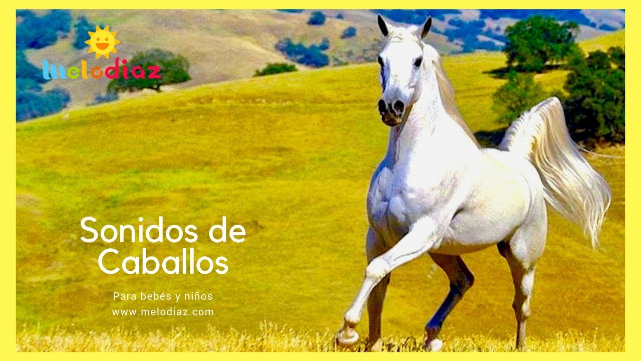 🍀 Sonidos del caballo galopando y relinchando para bebés y niños 🍀 ...