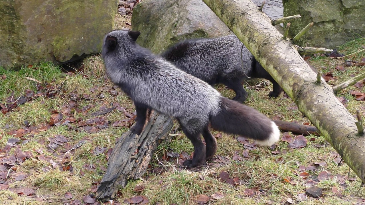 Silberfuchs - YouTube