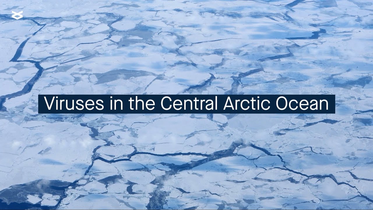 Viruses are more diverse in ocean waters than in melt ponds in the ...