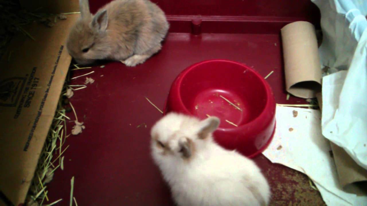Cute baby bunny sneezes - YouTube
